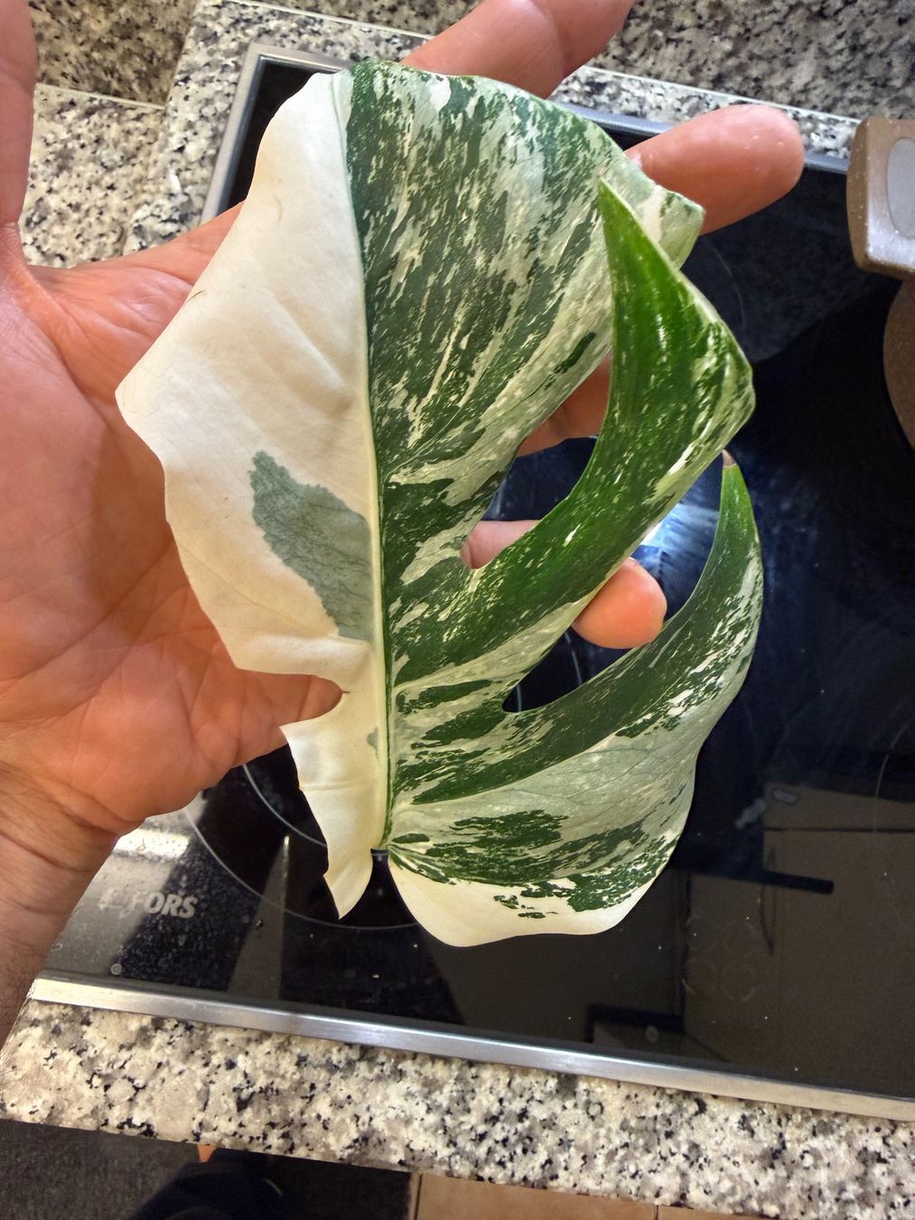 Steckling Monstera albo variegata, HALF MOON (Neu (gemäss Beschreibung ...