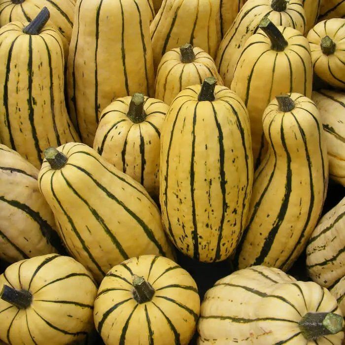 Kürbis Delicata JS Bio - Cucurbita pepo - 25 Samen (Neu und ...