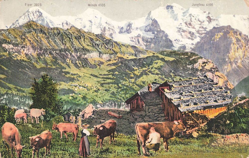 Alp eiger monch jungfrau Kühe (Gebraucht) in Biasca für CHF 5 – mit ...