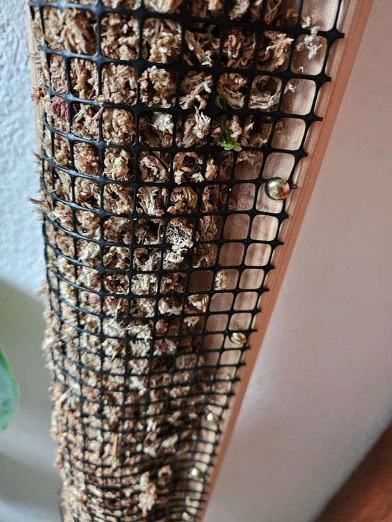 Torfmoos 0.5 KG Sphagnum Moos 500 gramm (Neu (gemäss Beschreibung)) in ...