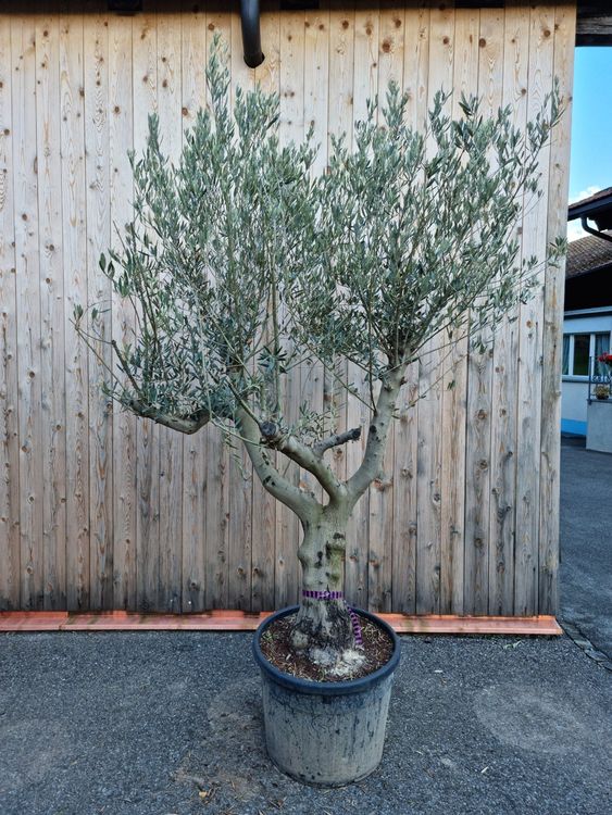 Olivenbaum winterhart | Kaufen auf Ricardo