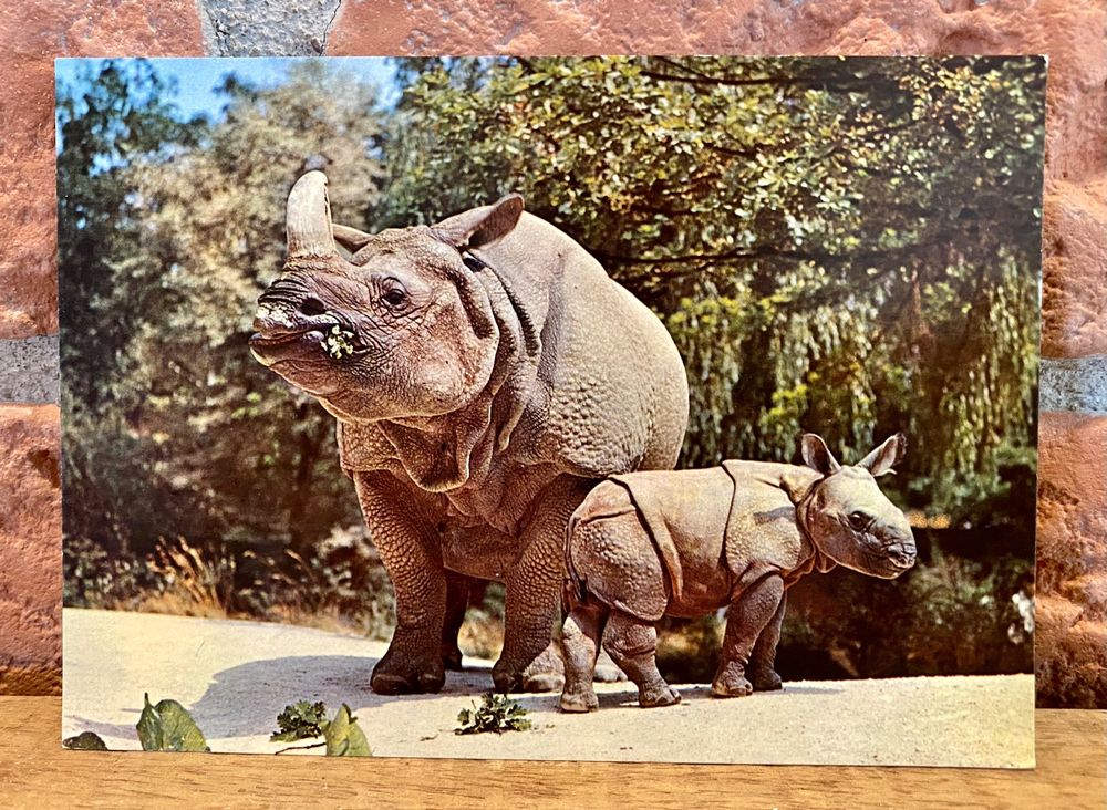 1974 - 100 Jahre BASLER ZOO Jubiläum - Werbung - Nashörner | Kaufen auf ...
