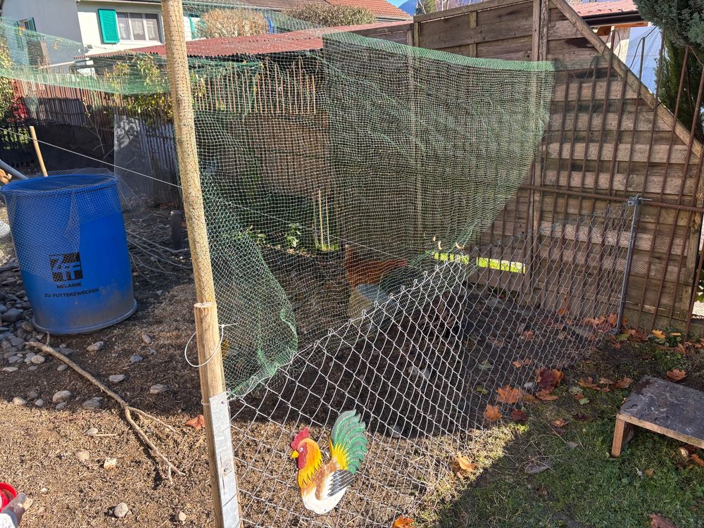 Huhnerrasse Fur Den Garten