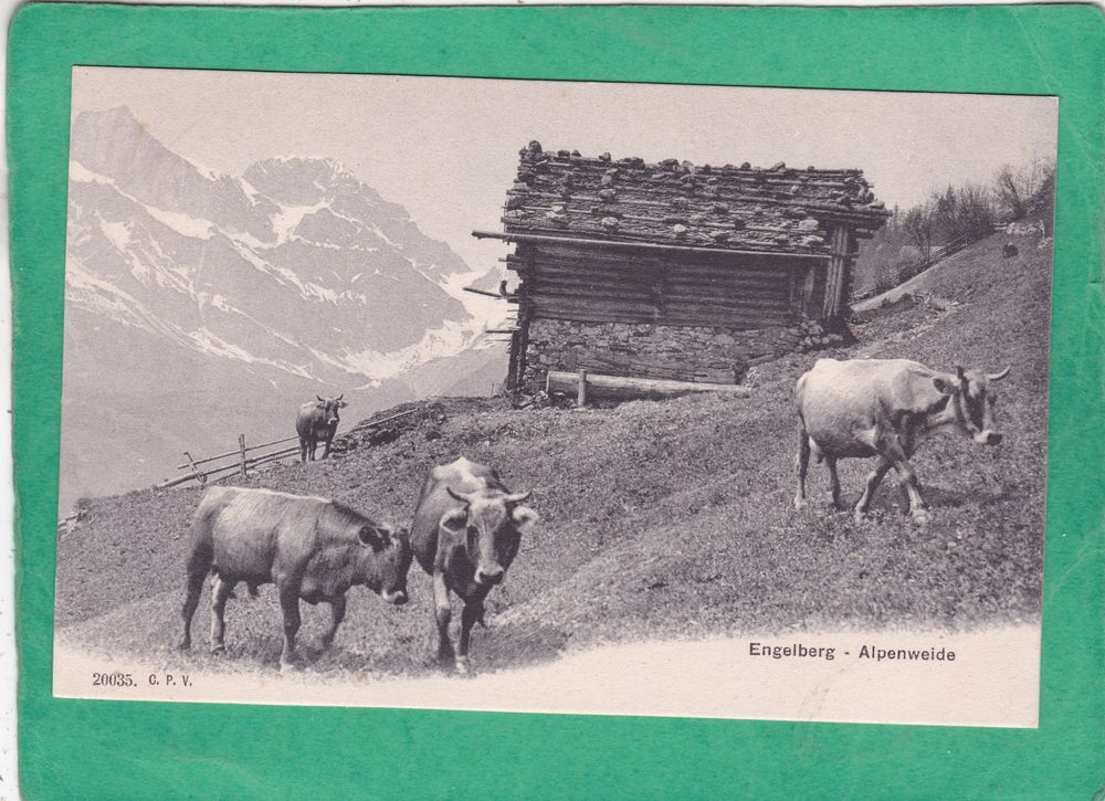 Engelberg Alpenweide Kühe (Gebraucht) in Herisau für CHF 1 – mit ...