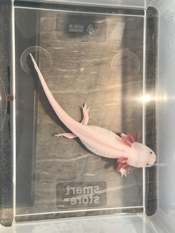 Axolotl Aquarium mit Zubehör, ideal für Einsteiger (Gebraucht) in ...