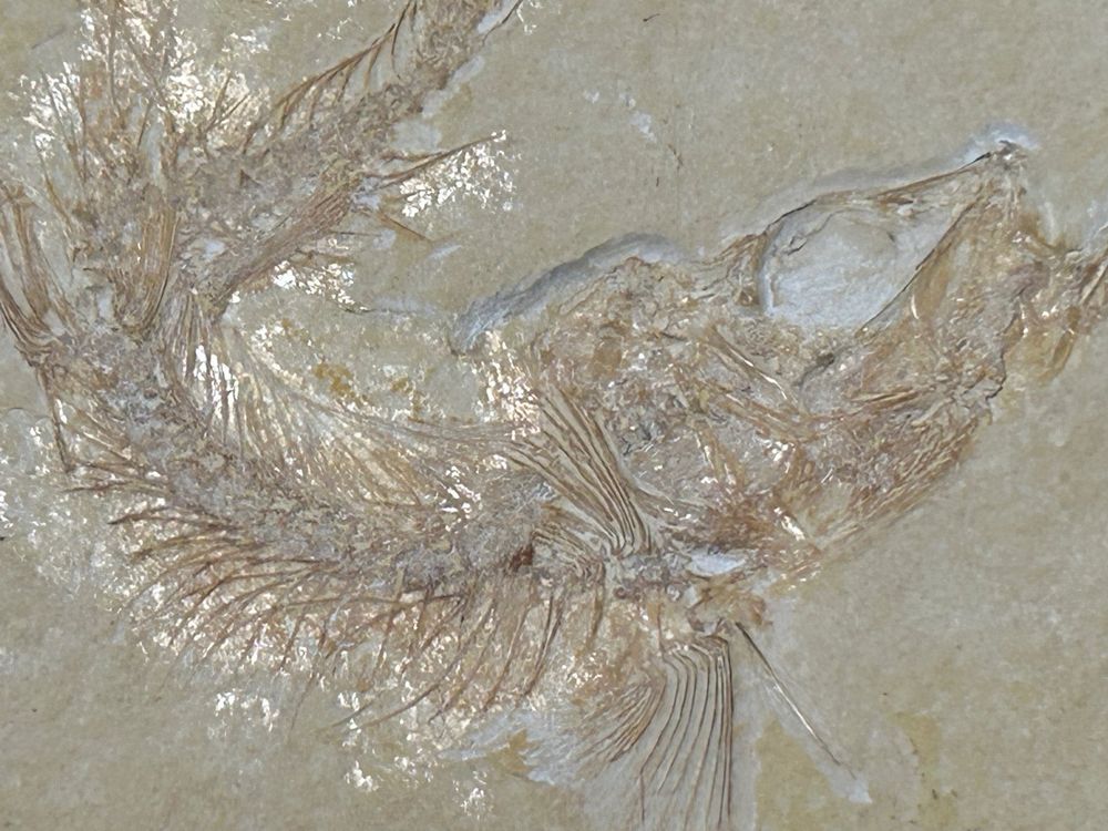 Fossil Fisch Osteichthyes - Calcare litografico | Kaufen auf Ricardo