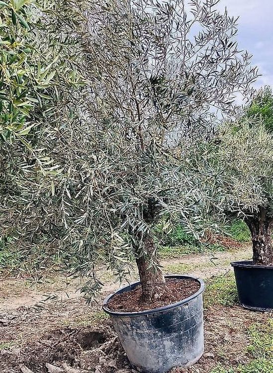 Olivenbaum "Spezial III" winterhart (Neu (gemäss Beschreibung)) in Zuckenriet für CHF 520 – nur ...