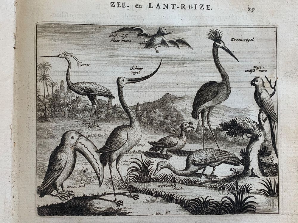 Cocoi, Westindise vleer muis, Groot Bek.; Joh. Nieuhoff 1682 | Kaufen ...