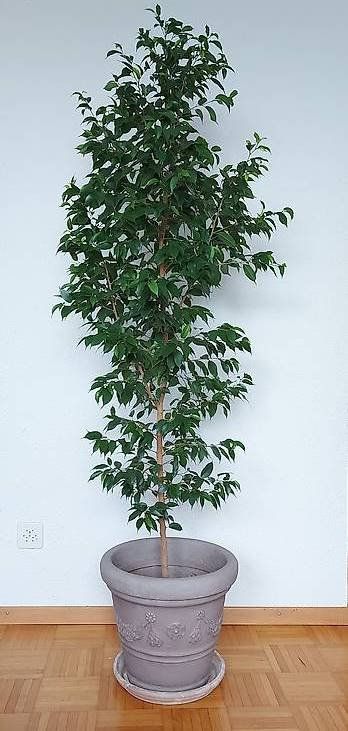 Benjamin Baum 180cm (Gebraucht) in für CHF 60 – nur Abholung auf ...