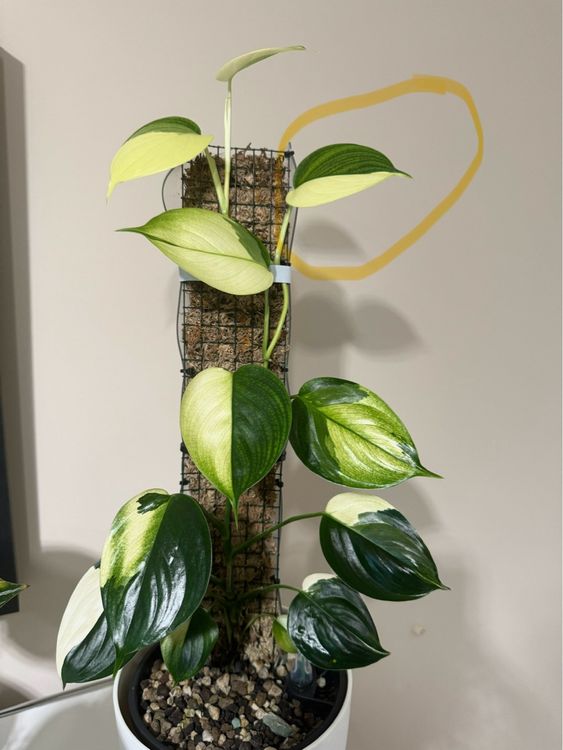 Scindapsus Blue Albo Variegated (Neu (gemäss Beschreibung)) in für CHF ...