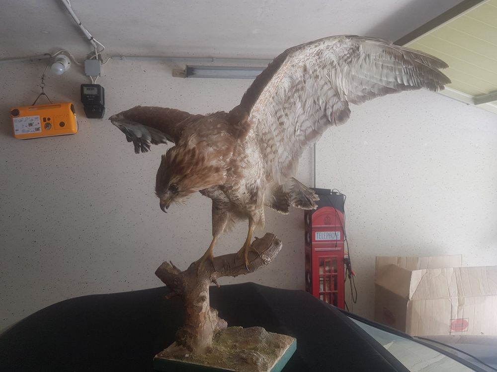 Buse naturalisée-empaillée, sur support en bois fixé à | Kaufen auf Ricardo