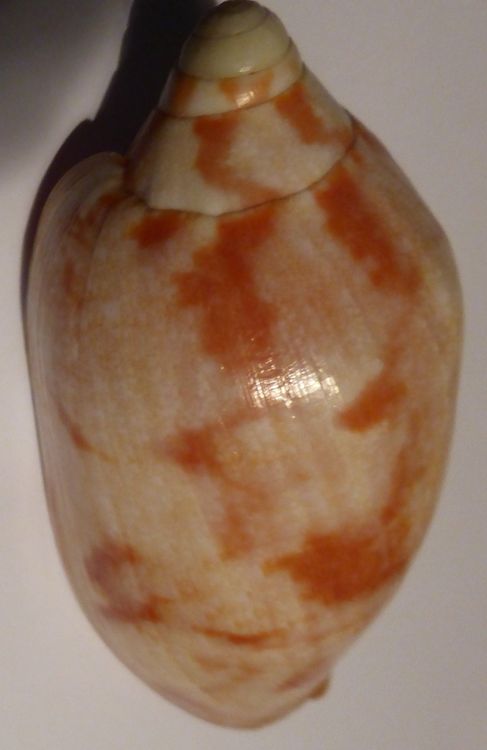 SEHR SCHÖNE -CYMBIOLA RUTILA CERAUNIA, MUSCHEL-77 MM, SELTEN (Gebraucht ...