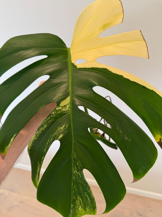 Monstera Aurea ( large form ) | Kaufen auf Ricardo