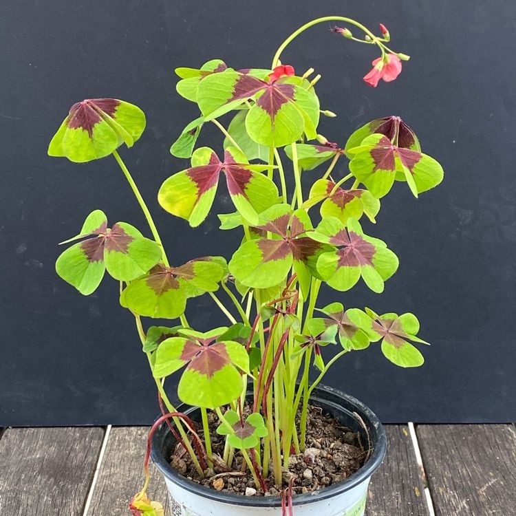 Oxalis Deppei (Neu (gemäss Beschreibung)) in Adliswil für CHF 22 – mit ...