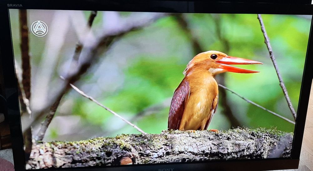 LCD-Fernseher Sony KDL-40EX600 102 cm Sony BRAVIA | Kaufen auf Ricardo