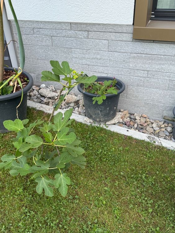 Feigenbaum mit Design Form (Gebraucht) in Neuheim für CHF 20 – nur ...