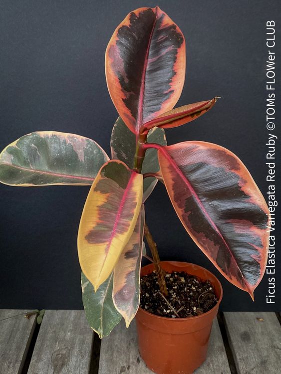 Ficus Elastica Variegata Red Ruby - 100% Bio-Pflanze (Neu (gemäss ...