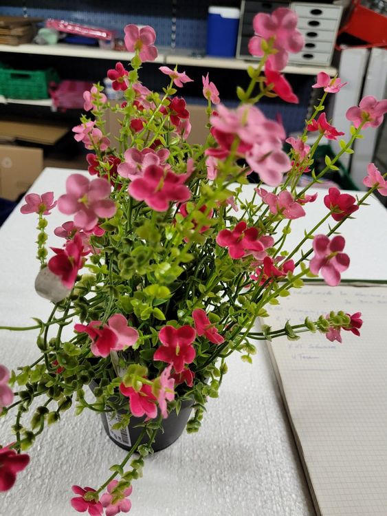 Künstliche Planze mit Blüten ab 6.90 (Neu und originalverpackt) in ...