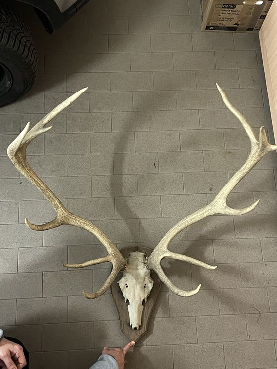 Hirschhörner trofeo di cervo (Neu (gemäss Beschreibung)) in St Moritz ...