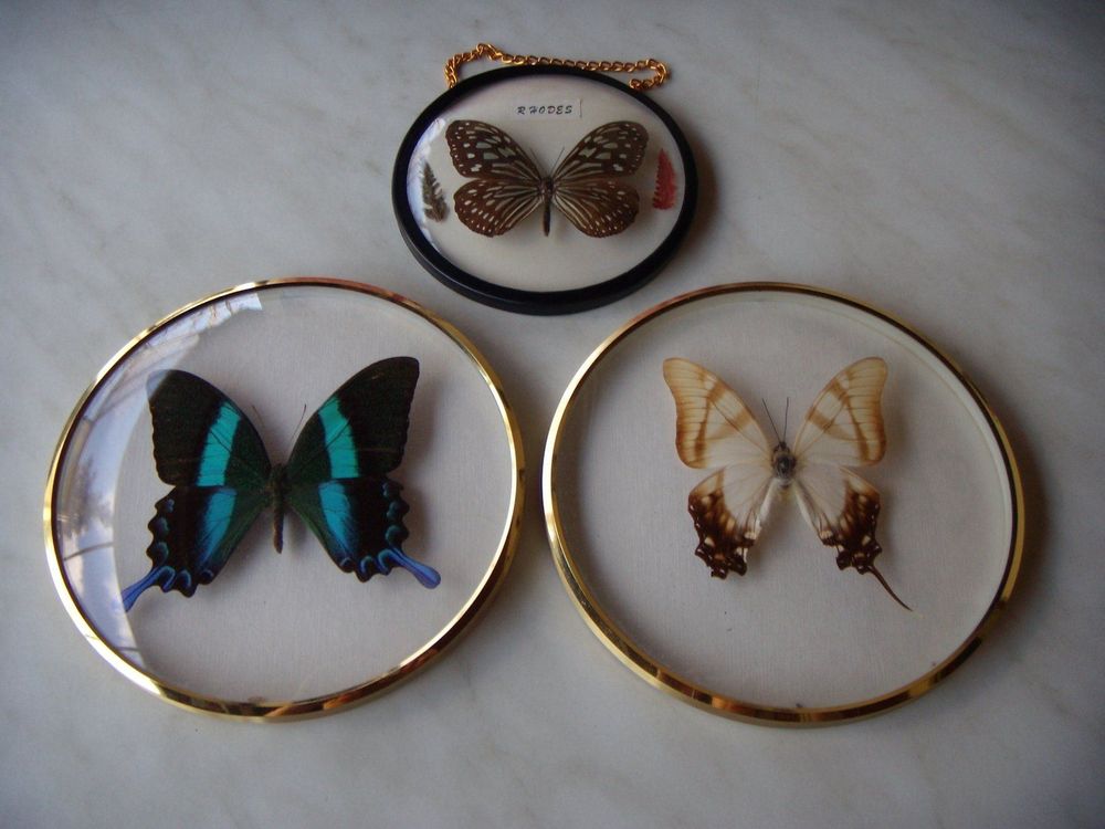3x !! echter Schmetterling , hinter Glas (Gebraucht) in Schwarzenbach SG für CHF 41 – mit ...