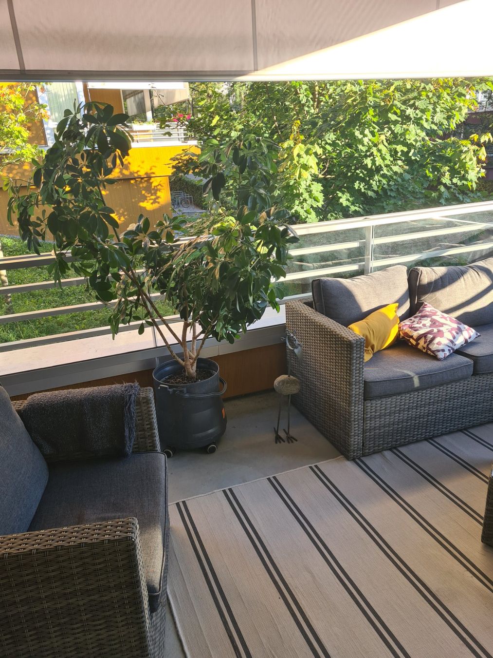 Pflanze Shefflera, Glücksbringer fürs Büro oder Zuhause! (Gebraucht) in ...