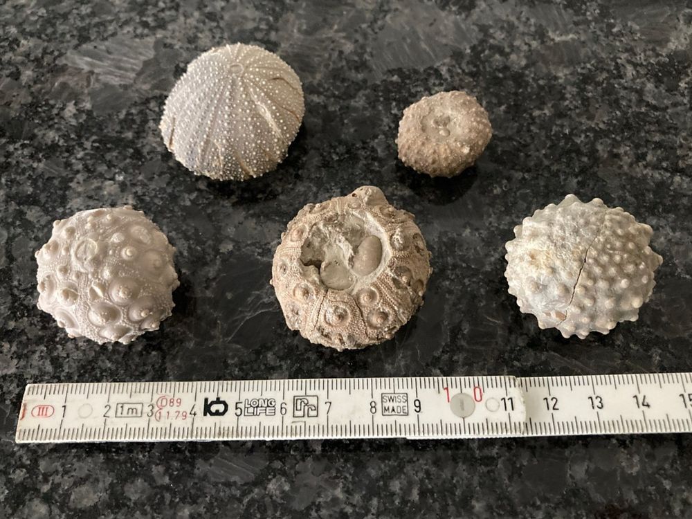 Versteinerte Seeigel Set B- Ware Fossilien Versteinerung (Gebraucht) in ...