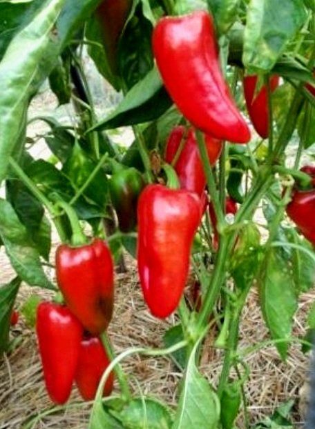 Ab 5.- fr ! 10 Samen "Ochsenhorn Peperoni" ROT (Neu und ...