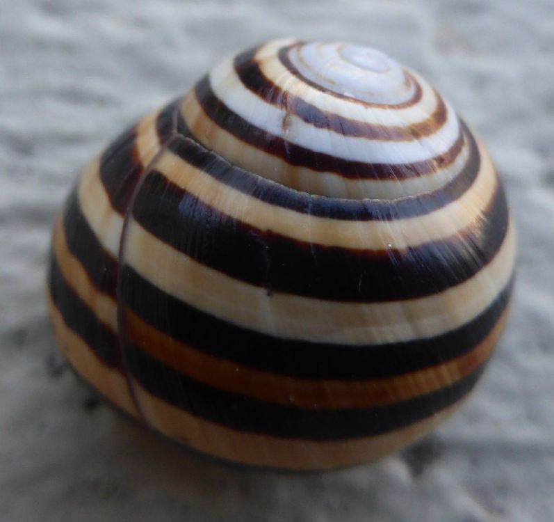 POLYMITA PICTA, SUPER GESTREIFTE FARBEN, FANTASTISCH, SELTEN | Kaufen ...