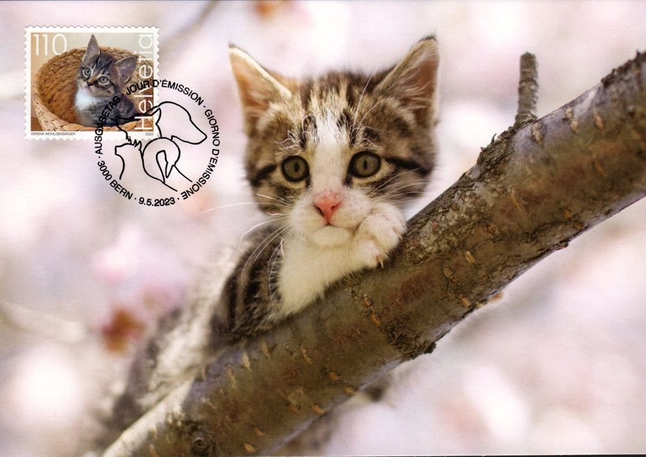 Maximumkarte Süsse Tiere - Katze | Kaufen auf Ricardo