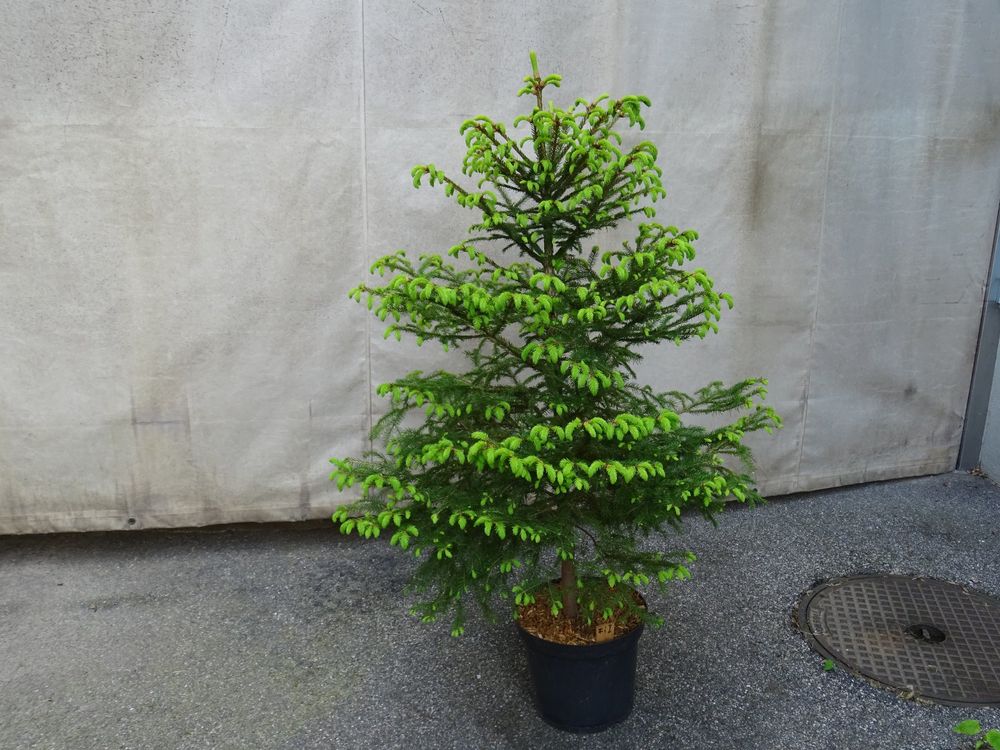 Picea abies Fichte Rottanne im Topf gewachsen 125 cm (FiI) (Neu (gemäss ...