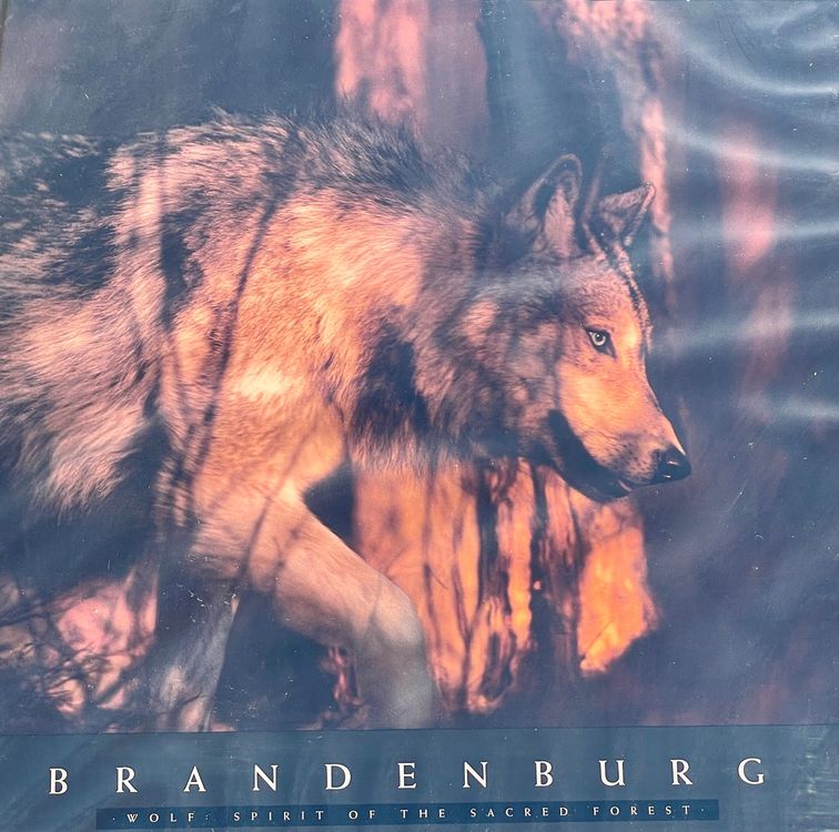 Jim Brandenburg "Wolf: Spirit of the Sacred Forest Plakat | Kaufen auf ...