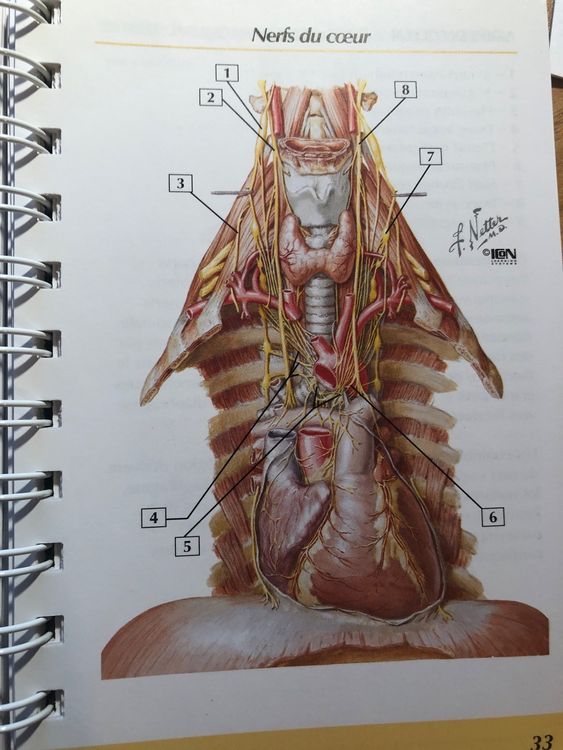 Livre de médecine: MEMOFICHE ANATOMIE: TRONC, NETTER (Gebraucht) in ...