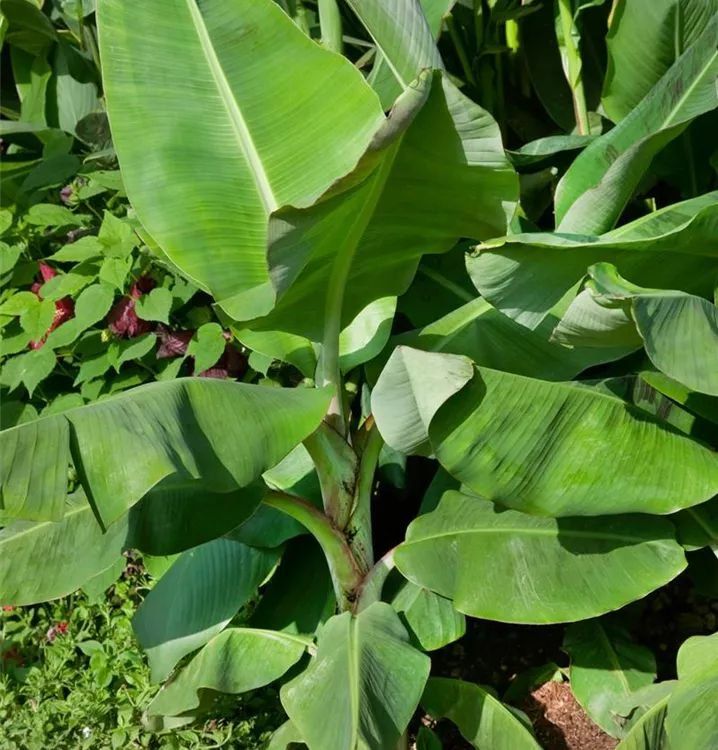 Musa acuminata - Musa acuminata sp. acuminata - 10 Samen (Neu und ...