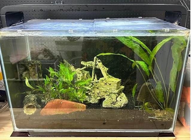 Aquarium *Superfish Home* 60 l, Schwarz, inkl. div. Zubehör (Gebraucht ...