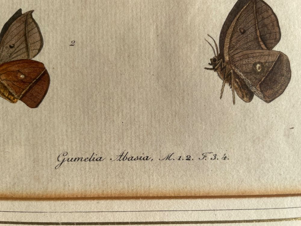 Jacob Hübner Exot. Schmetterlinge Stich (Gebraucht) in Biel/Bienne für ...