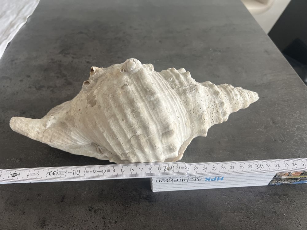 Grosse Muschel 🐚 (Gebraucht) in Euthal für CHF 9 – mit Lieferung auf ...