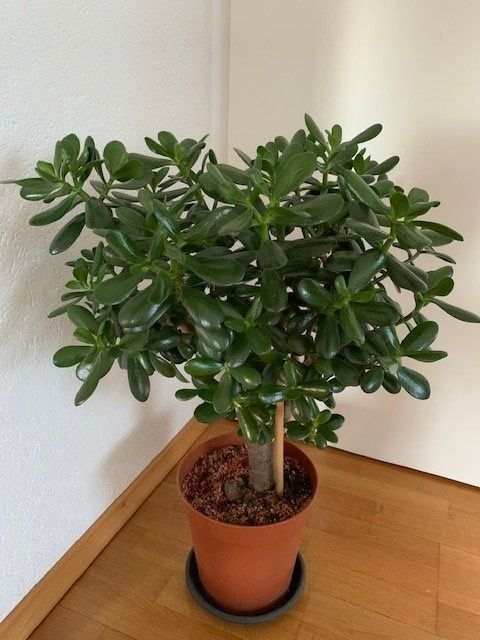 Wunderschöner Geldbaum (Gebraucht) in Füllinsdorf für CHF 29 – nur ...