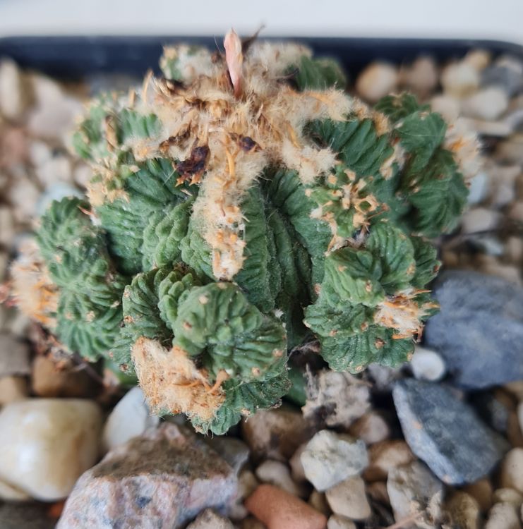 Aztekium Ritteri (Gebraucht) in Basel für CHF 125 – mit Lieferung auf ...