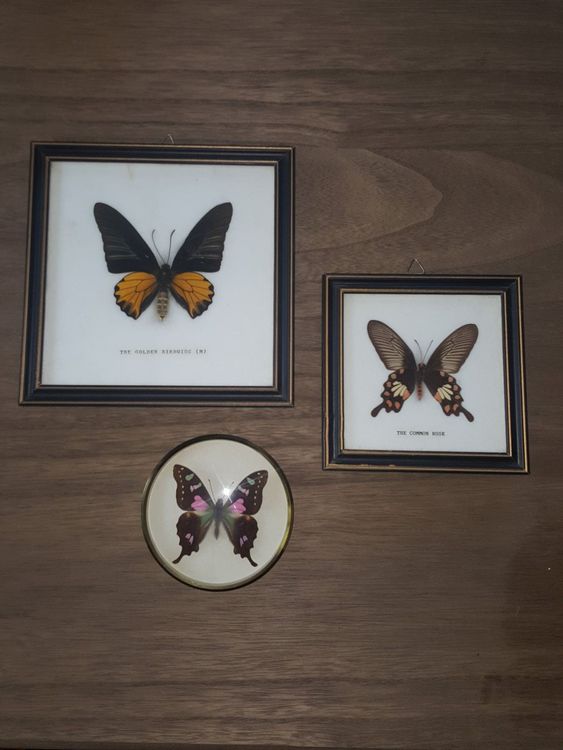 Schmetterlinge hinter Glas | Kaufen auf Ricardo