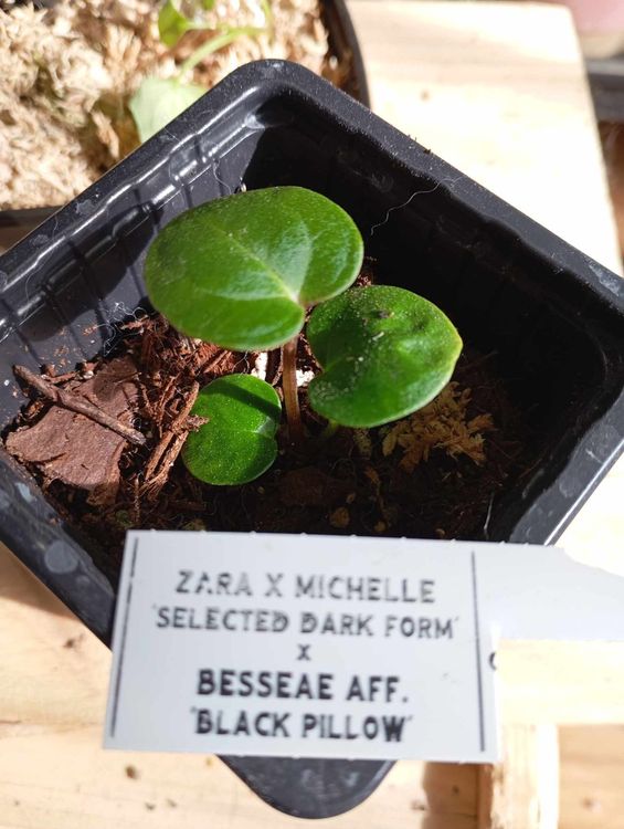 Anthurium Doc Block 'Zara' x 'Michelle' Selected Dark Form x | Kaufen ...