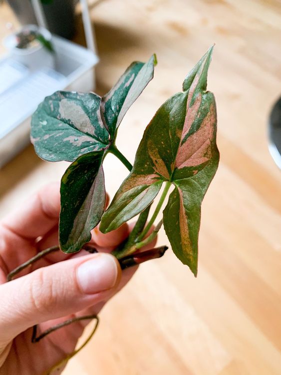 Syngonium Red Spot / Pink splash | Kaufen auf Ricardo
