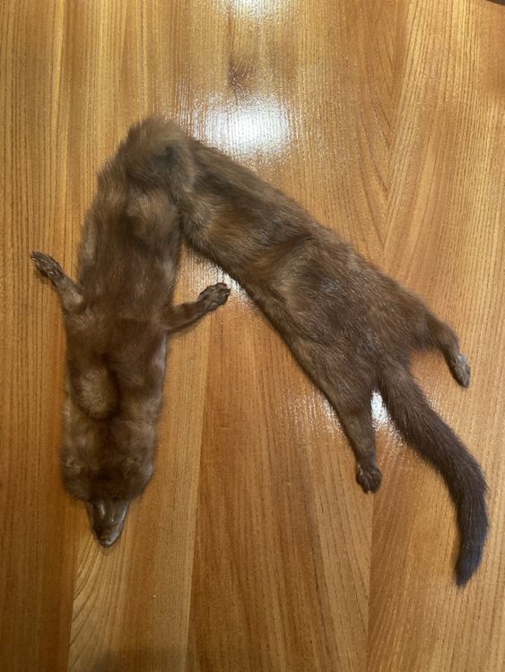 Nerz Schal mit Kopf Pelz Fell ganz (Gebraucht) in Buchs SG für CHF 15 ...