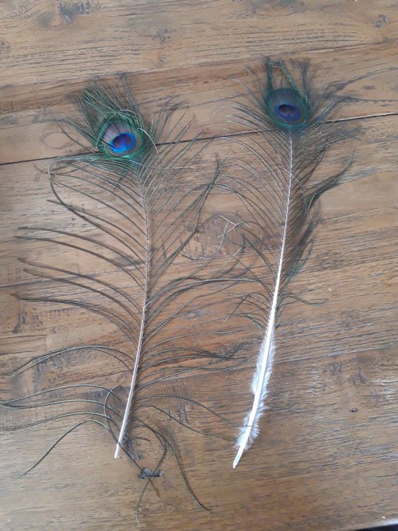 Echte Federn Pfau Pfauenfedern Boho Shabby | Kaufen auf Ricardo
