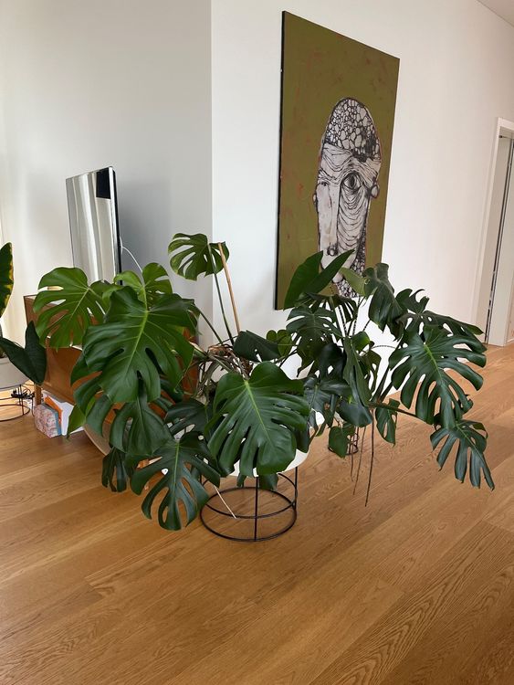 Grosse Monstera Zimmerpflanze (Gebraucht) in Bellach für CHF 99 – nur ...