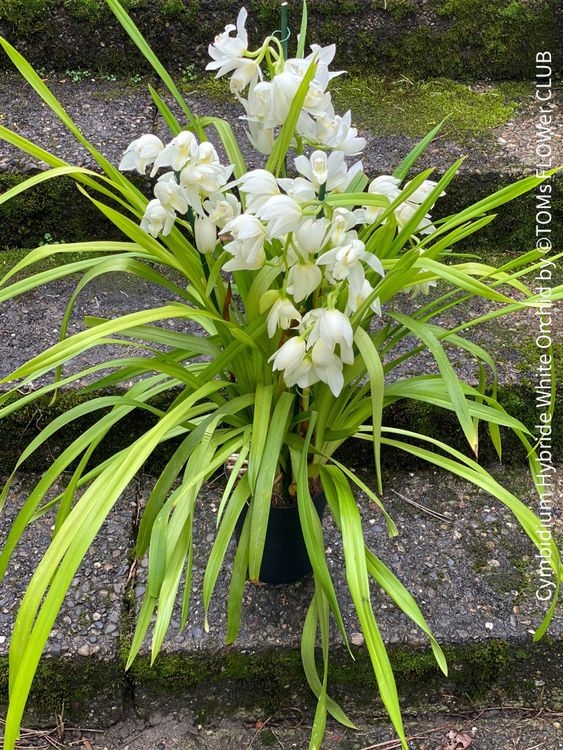 Cymbidium Hybride White Orchidee 60x60cm (Neu (gemäss Beschreibung)) in ...