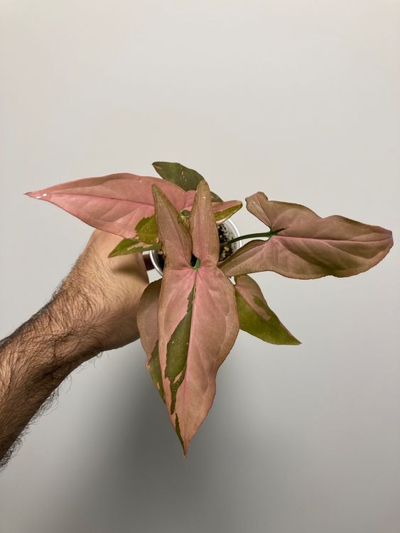 Syngonium Red Spot/Pink Splash (Gebraucht) in Basel für CHF 15 – mit ...
