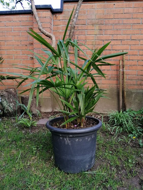 Schöne Tessiner Palme | Kaufen auf Ricardo