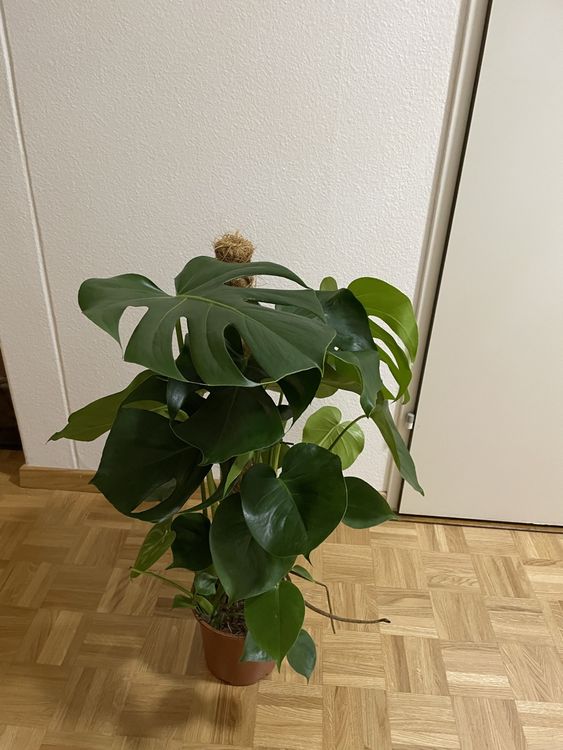 Monstera deliciosa Pflanze mit Moosstab c.a 80 cm hoch Nr. 1 | Kaufen ...