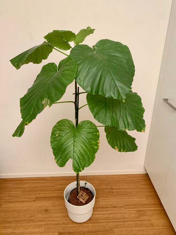 Ficus umbellata (Gebraucht) in Zürich für CHF 11 – nur Abholung auf ...