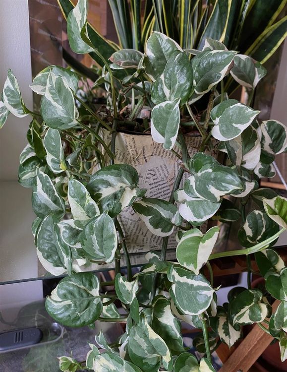 Efeutute Epipremnum pinnatum "N'Joy" | Kaufen auf Ricardo